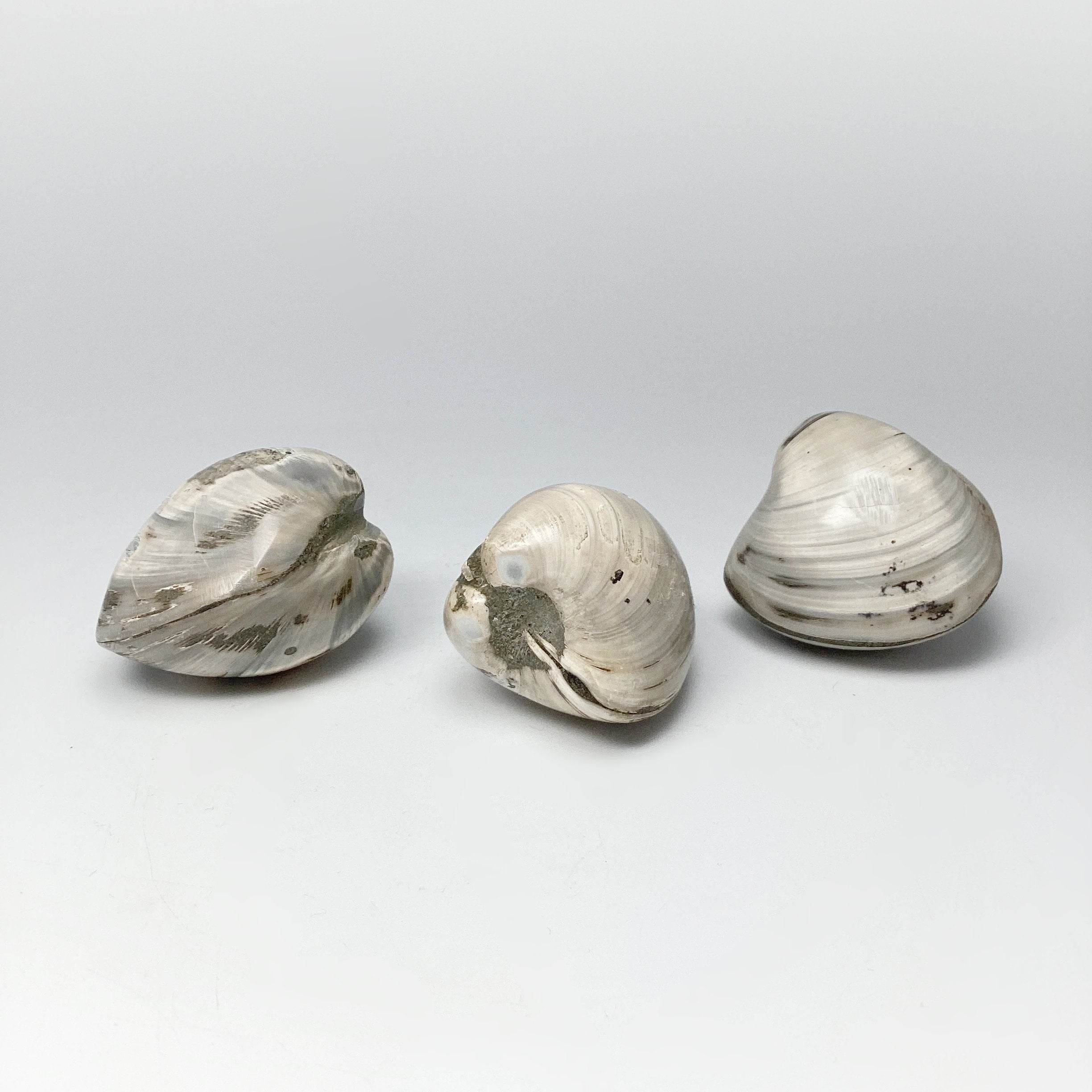 Clam – Rocks and Gems Canada