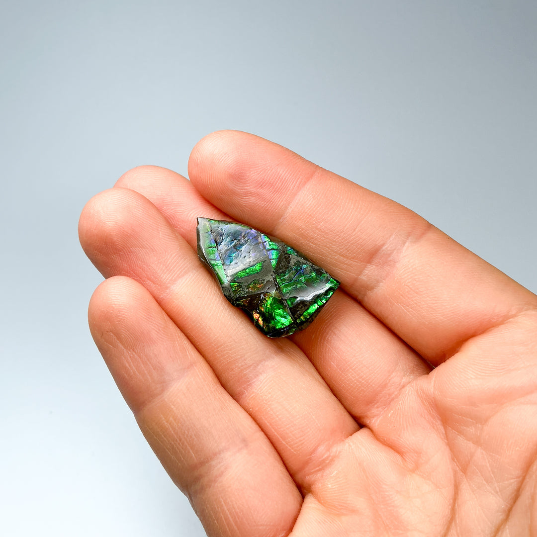 Ammolite Gem with Display Box – Rocks and Gems Canada