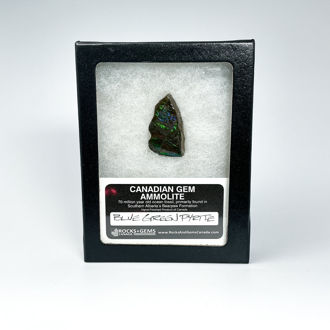 Ammolite Gem with Display Box – Rocks and Gems Canada