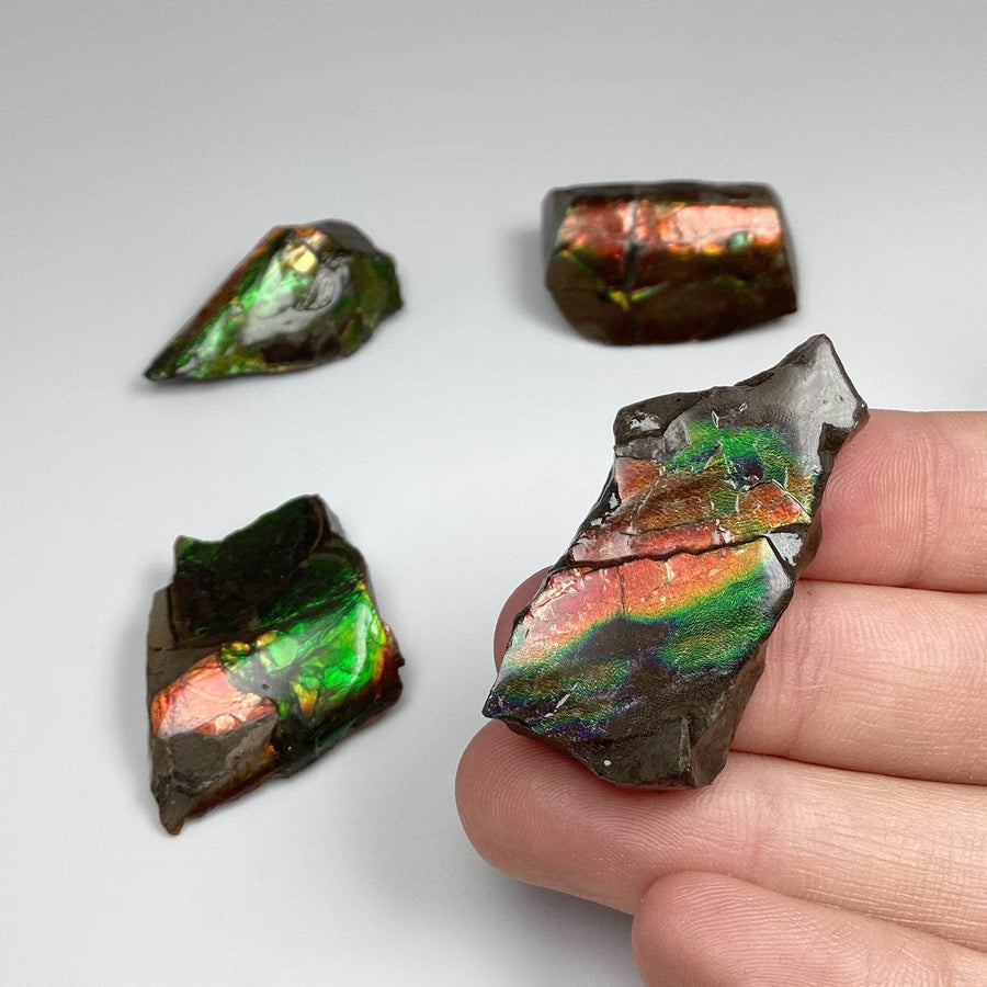 Ammolite – Rocks and Gems Canada