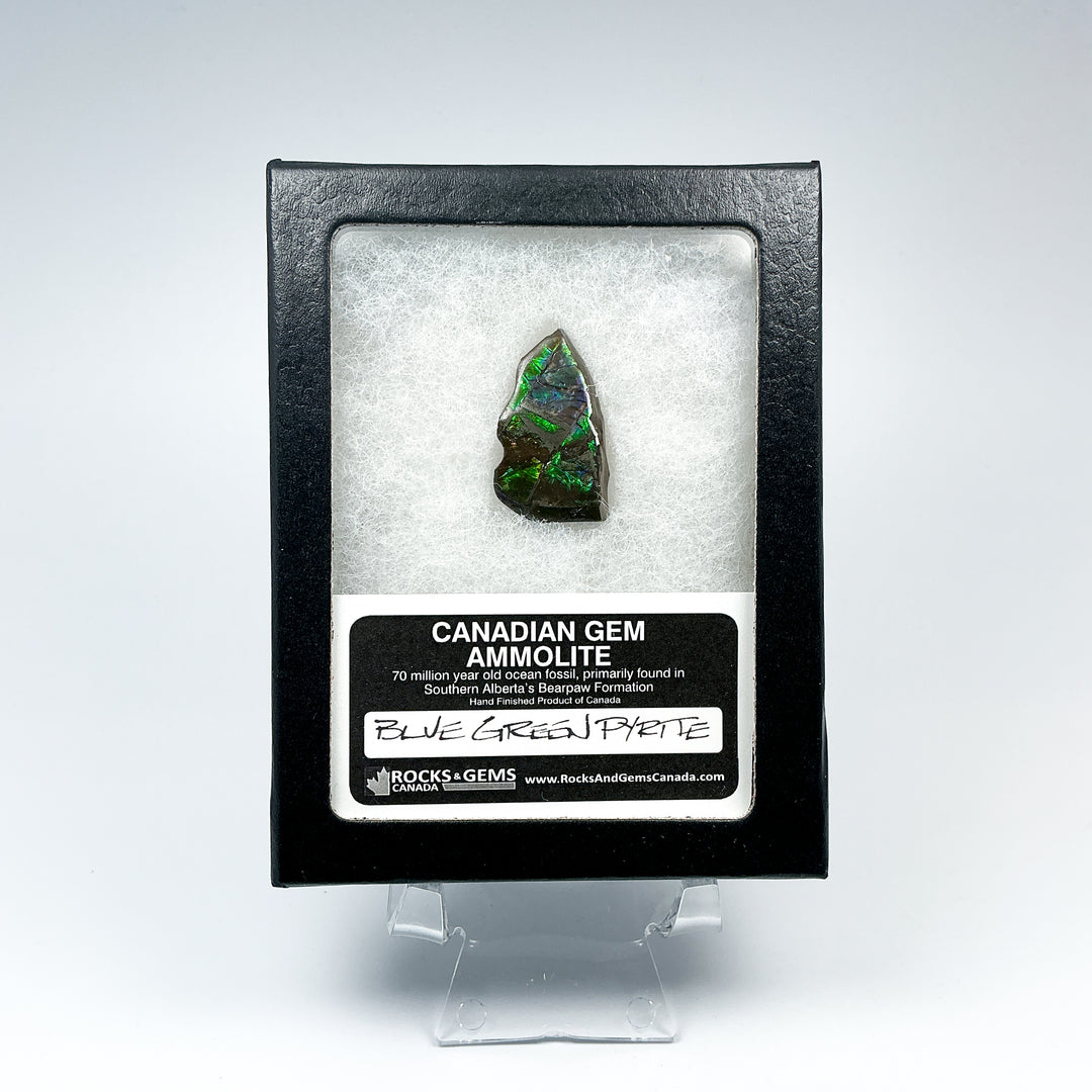 Ammolite Gem with Display Box – Rocks and Gems Canada