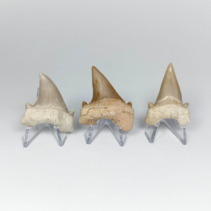 Fossil Shark Teeth – Rocks and Gems Canada