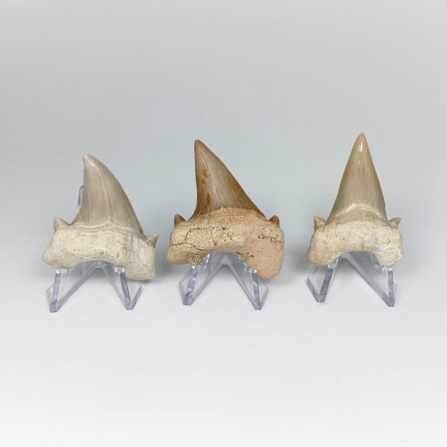 Fossil Shark Teeth – Rocks and Gems Canada