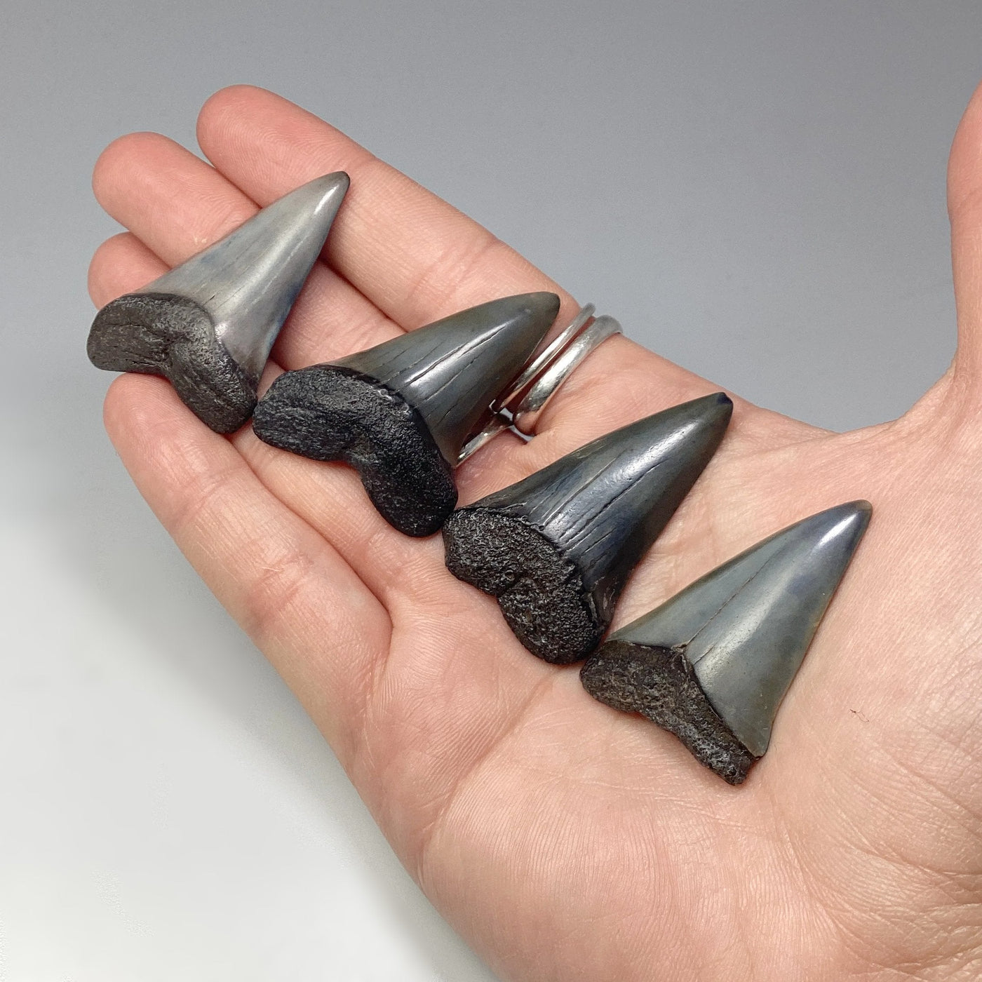 Fossilized Shark Tooth Specimen: Extinct Great White Shark – Rocks and ...