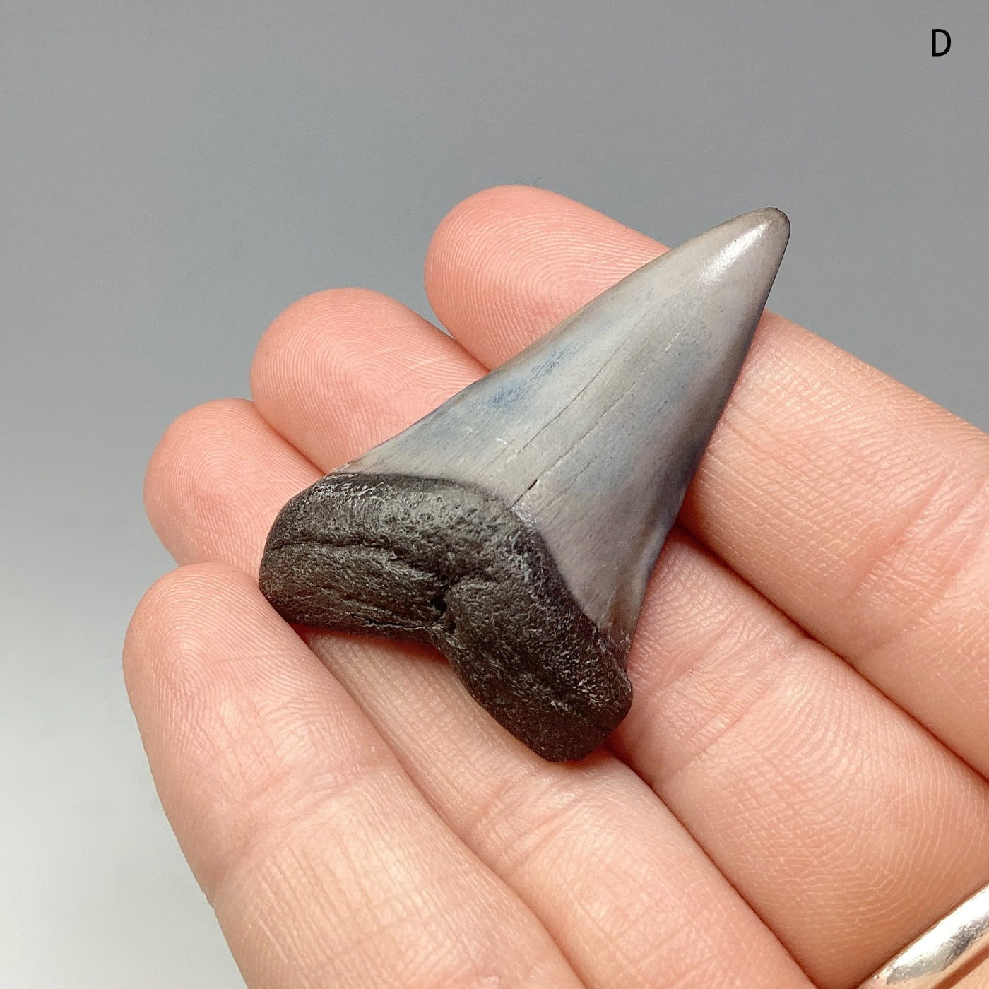 Fossilized Shark Tooth Specimen: Extinct Great White Shark – Rocks and ...