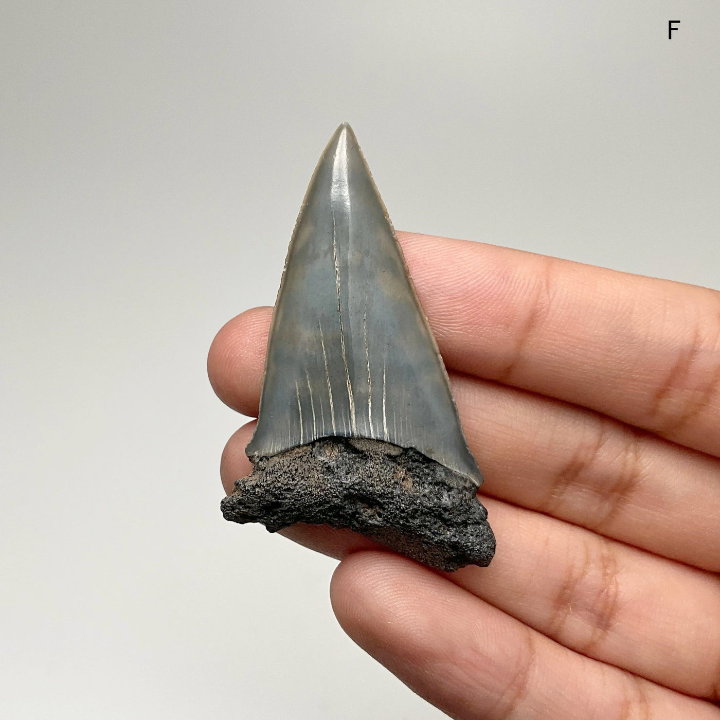 Fossilized Shark Tooth Specimen: Extinct Great White Shark – Rocks and ...