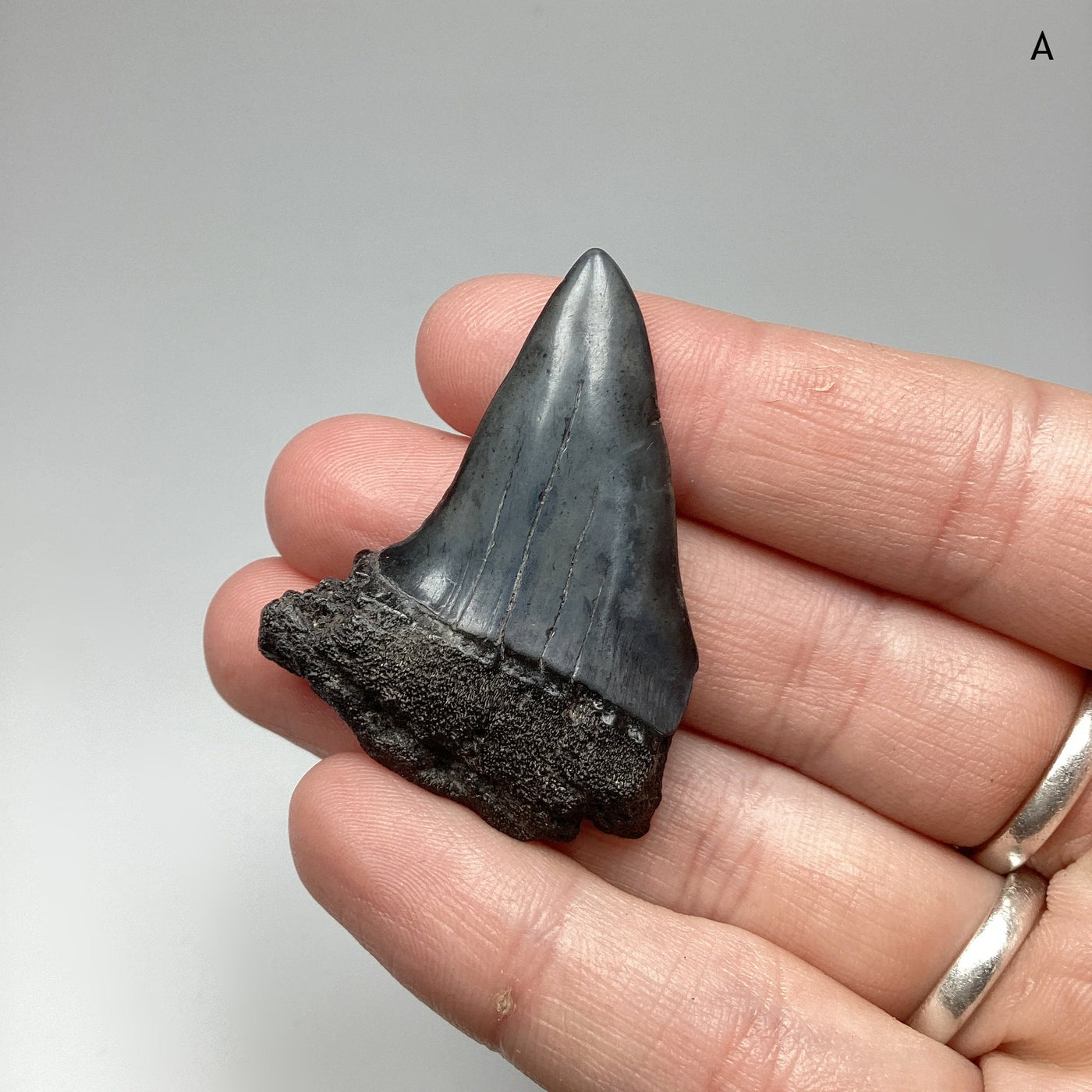 Fossilized Shark Tooth Specimen: Extinct Great White Shark – Rocks and ...