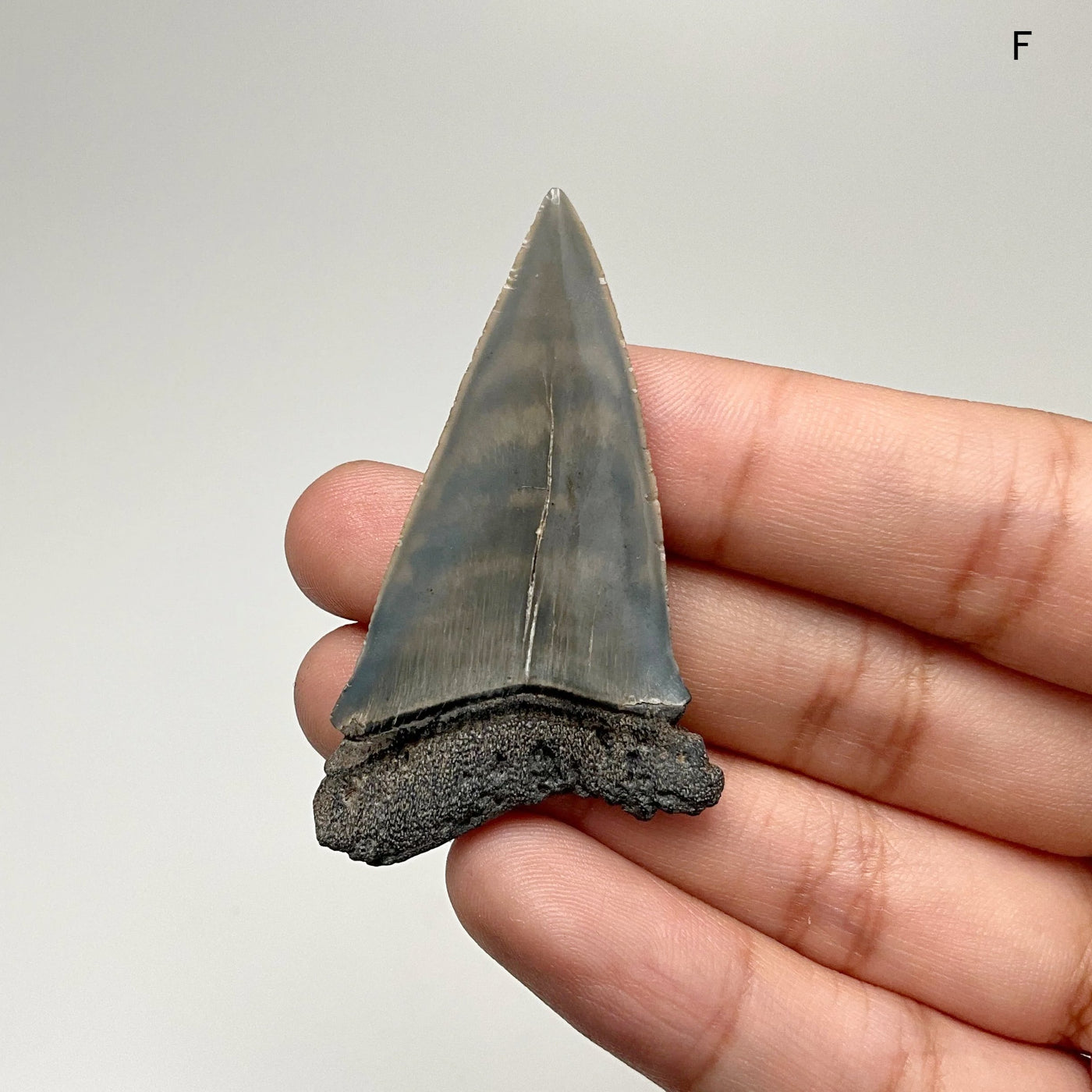 Fossilized Shark Tooth Specimen: Extinct Great White Shark – Rocks and ...