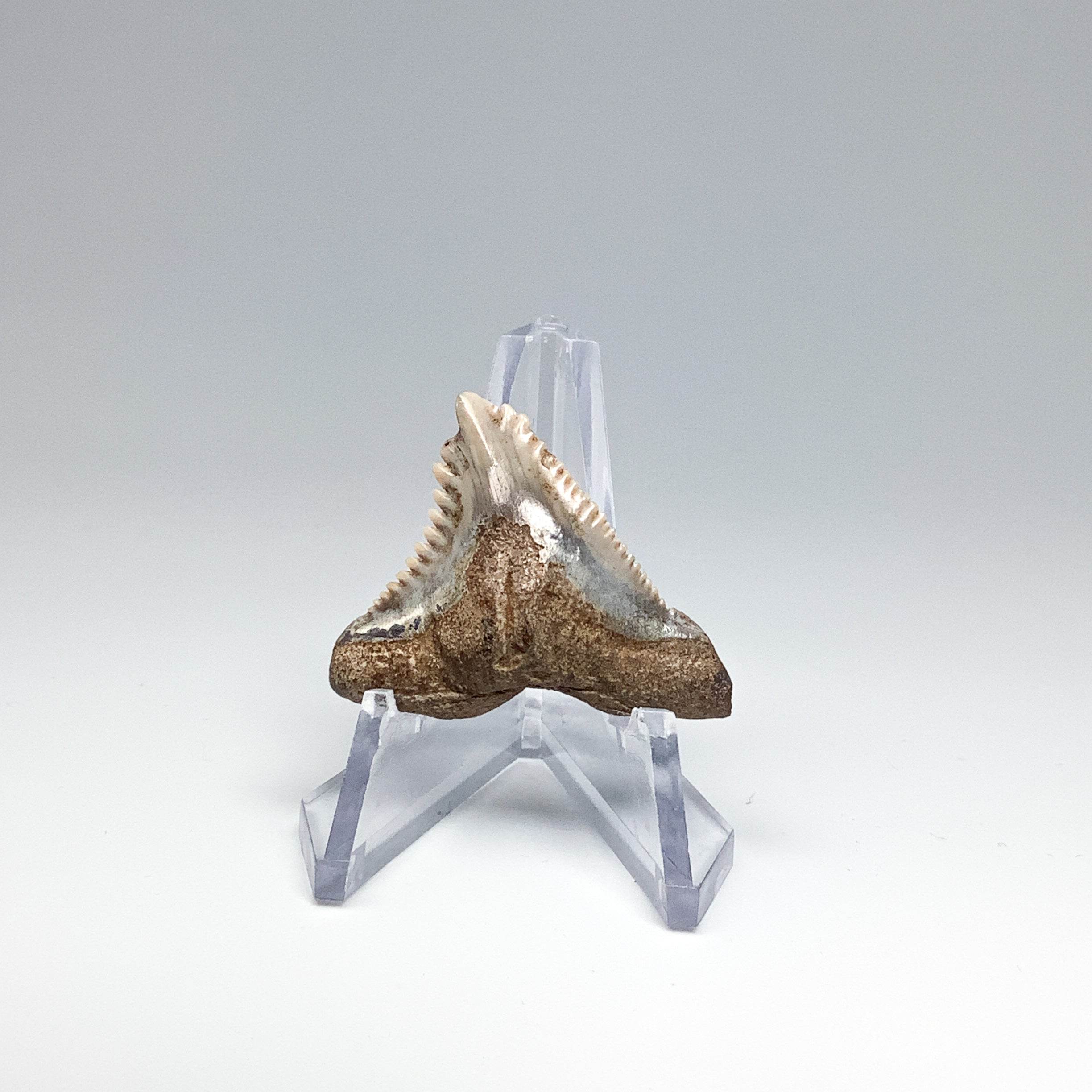 Fossilized Shark Tooth Specimen: Extinct Snaggletooth – Rocks and Gems ...