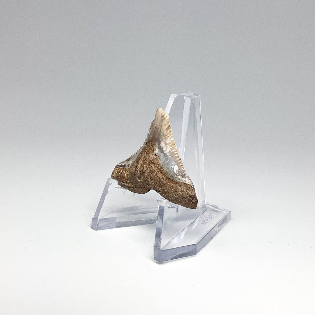 Fossilized Shark Tooth Specimen: Extinct Snaggletooth – Rocks and Gems ...