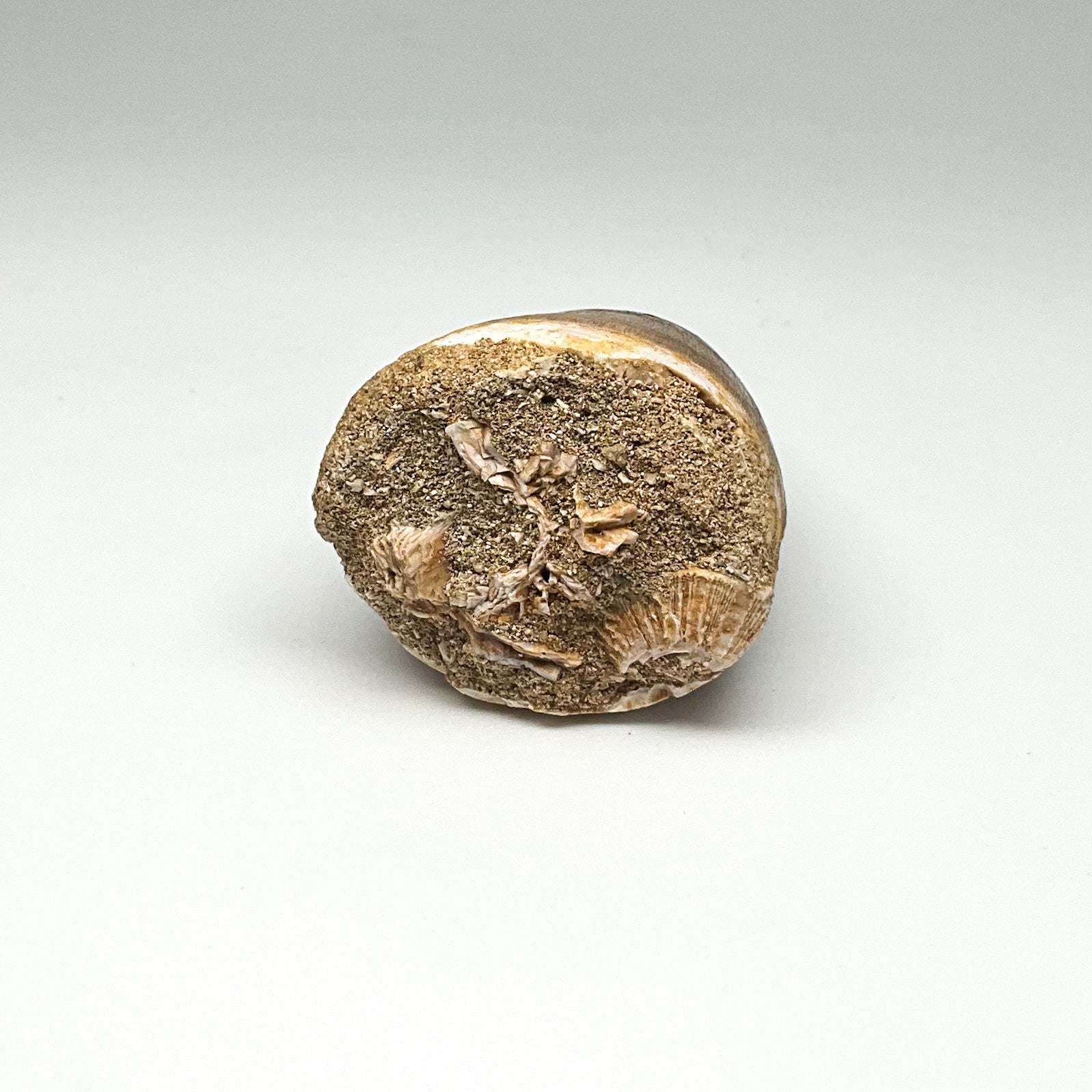 Fossilized Mosasaur Tooth Specimen – Rocks and Gems Canada