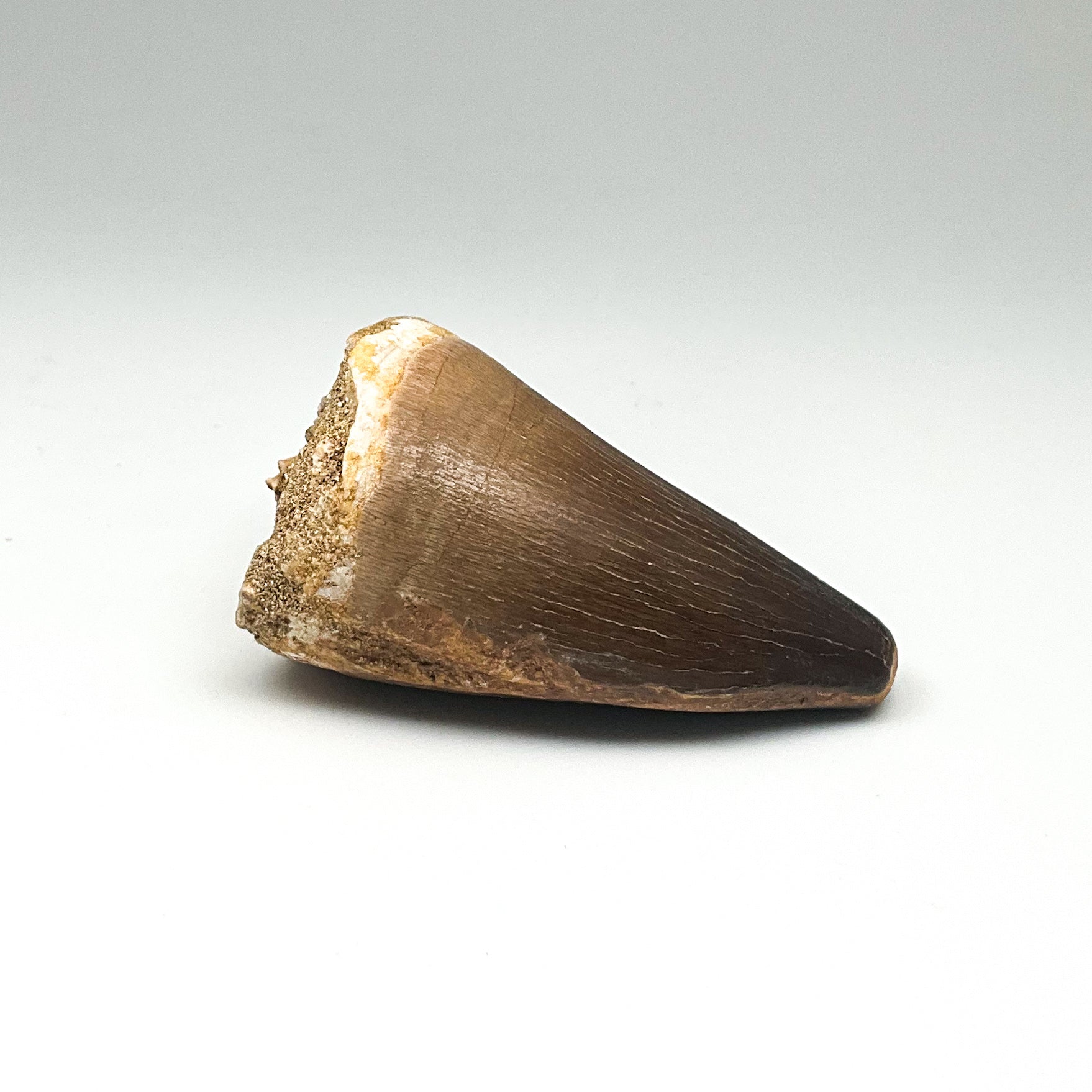 Fossilized Mosasaur Tooth Specimen – Rocks and Gems Canada
