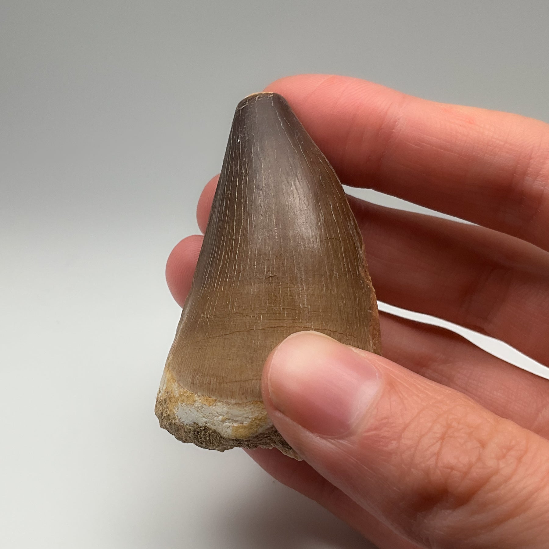 Fossilized Mosasaur Tooth Specimen – Rocks and Gems Canada