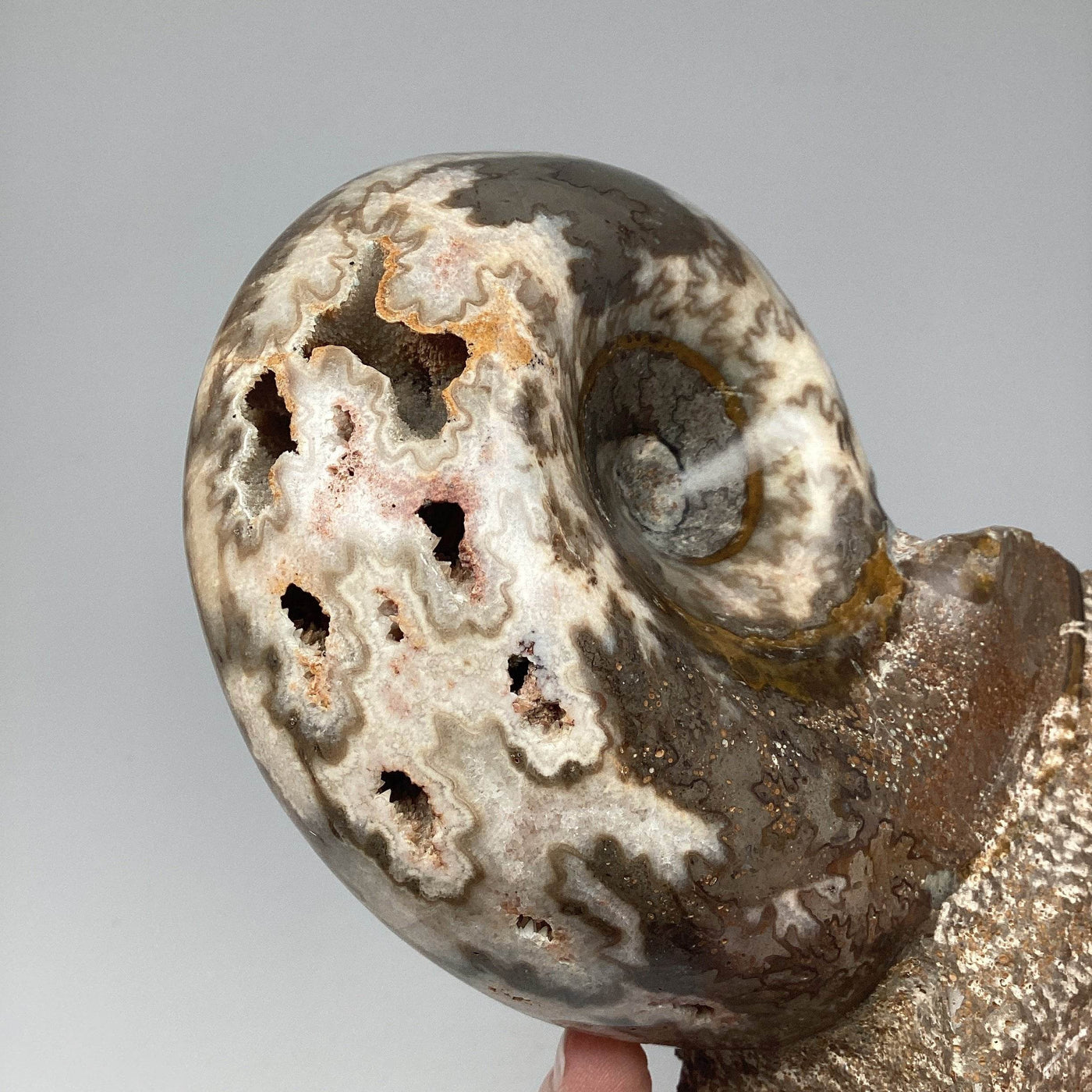Moroccan Ammonite – Rocks and Gems Canada