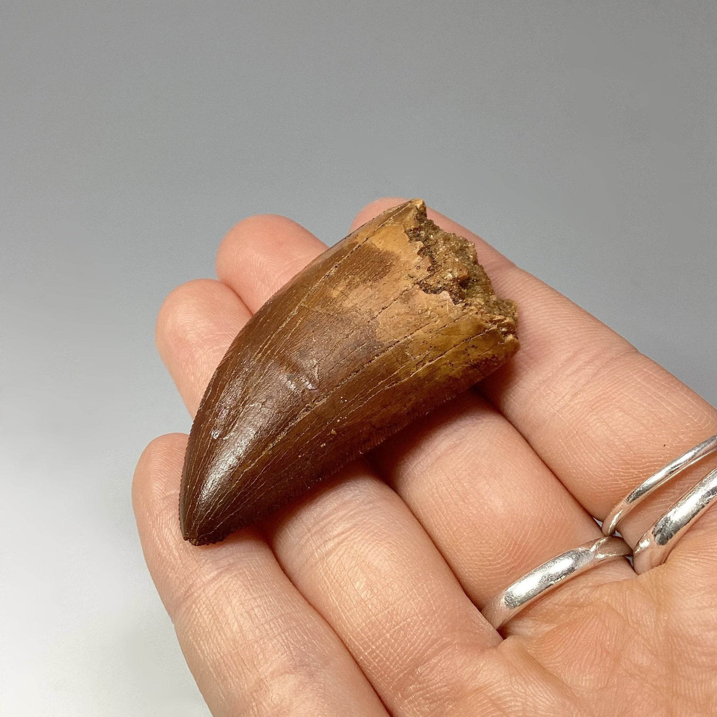 Fossilized Carcharodontosaurus Dinosaur Tooth Specimen – Rocks and Gems ...