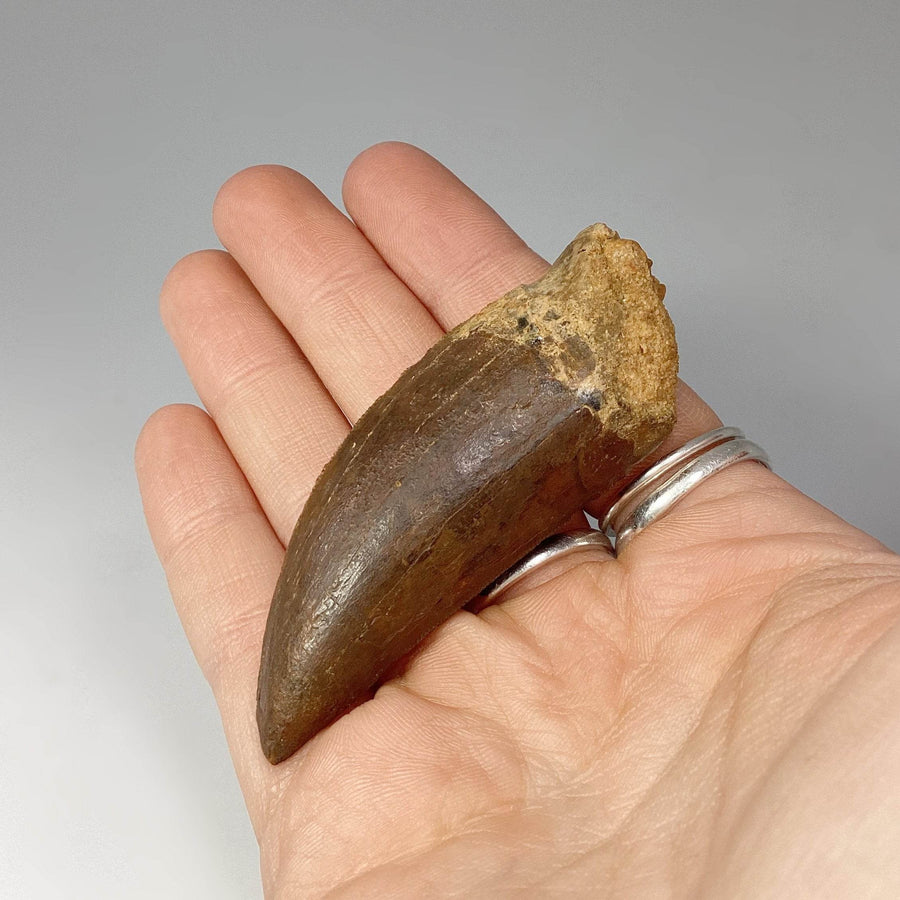 Fossil Dinosaur Teeth – Rocks and Gems Canada