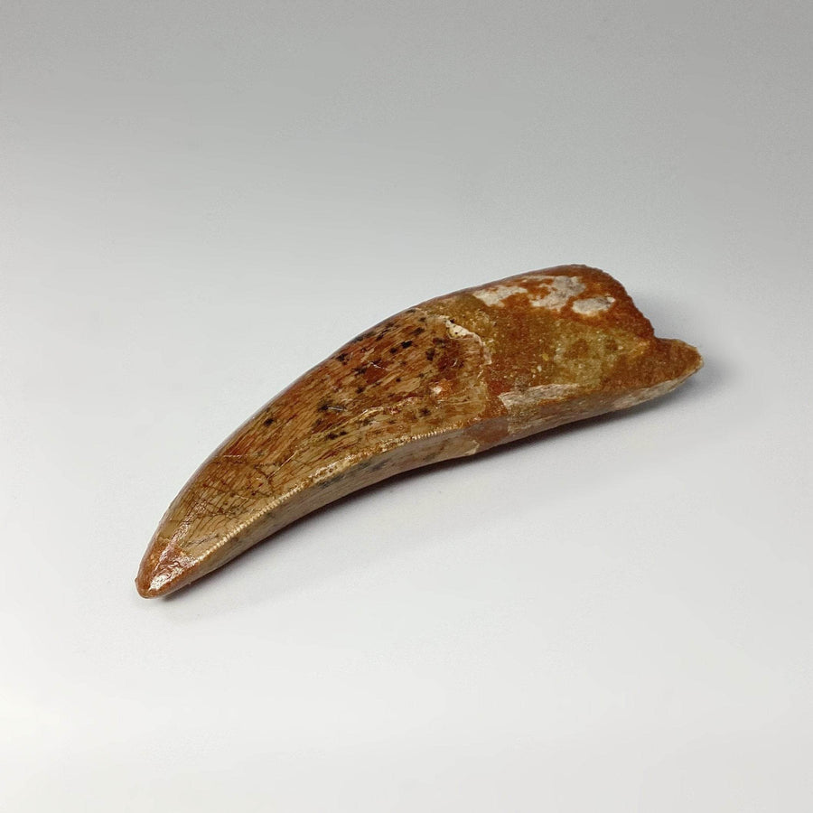 Fossil Dinosaur Teeth – Rocks and Gems Canada